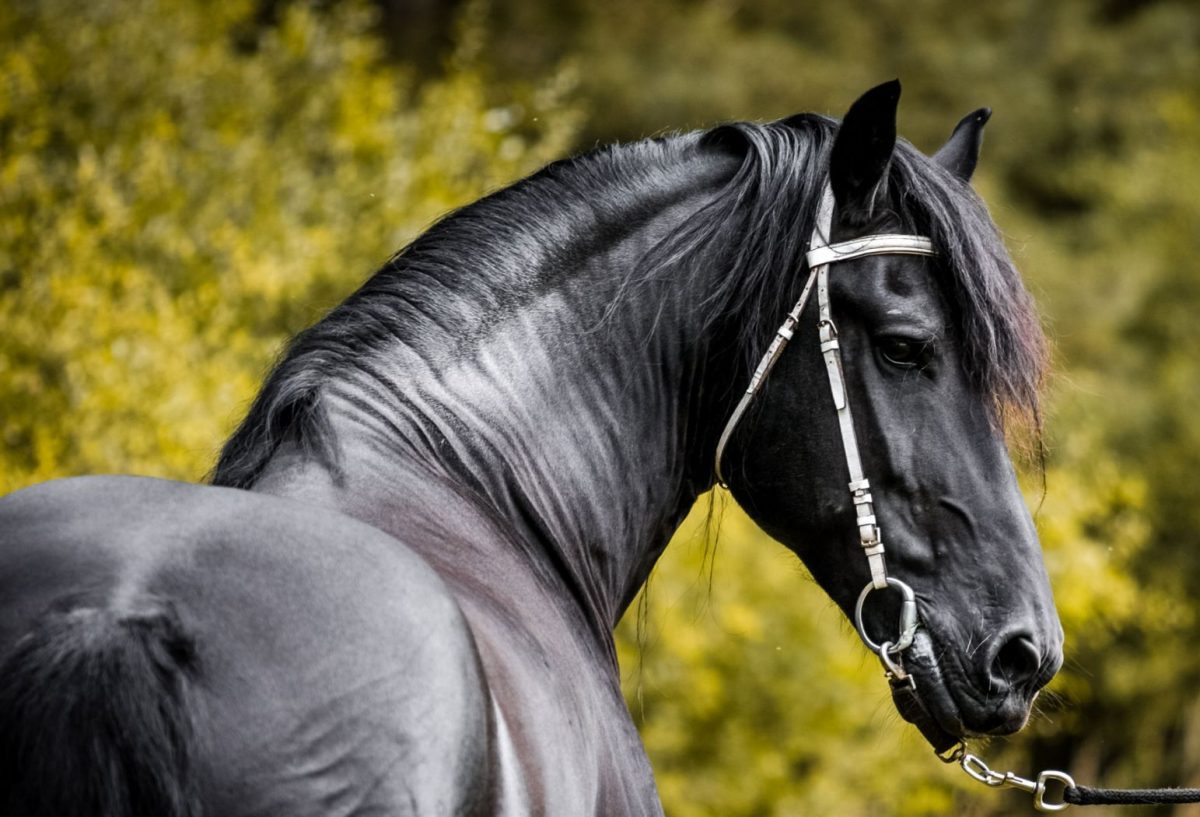Friesian – Rancho el Descanso